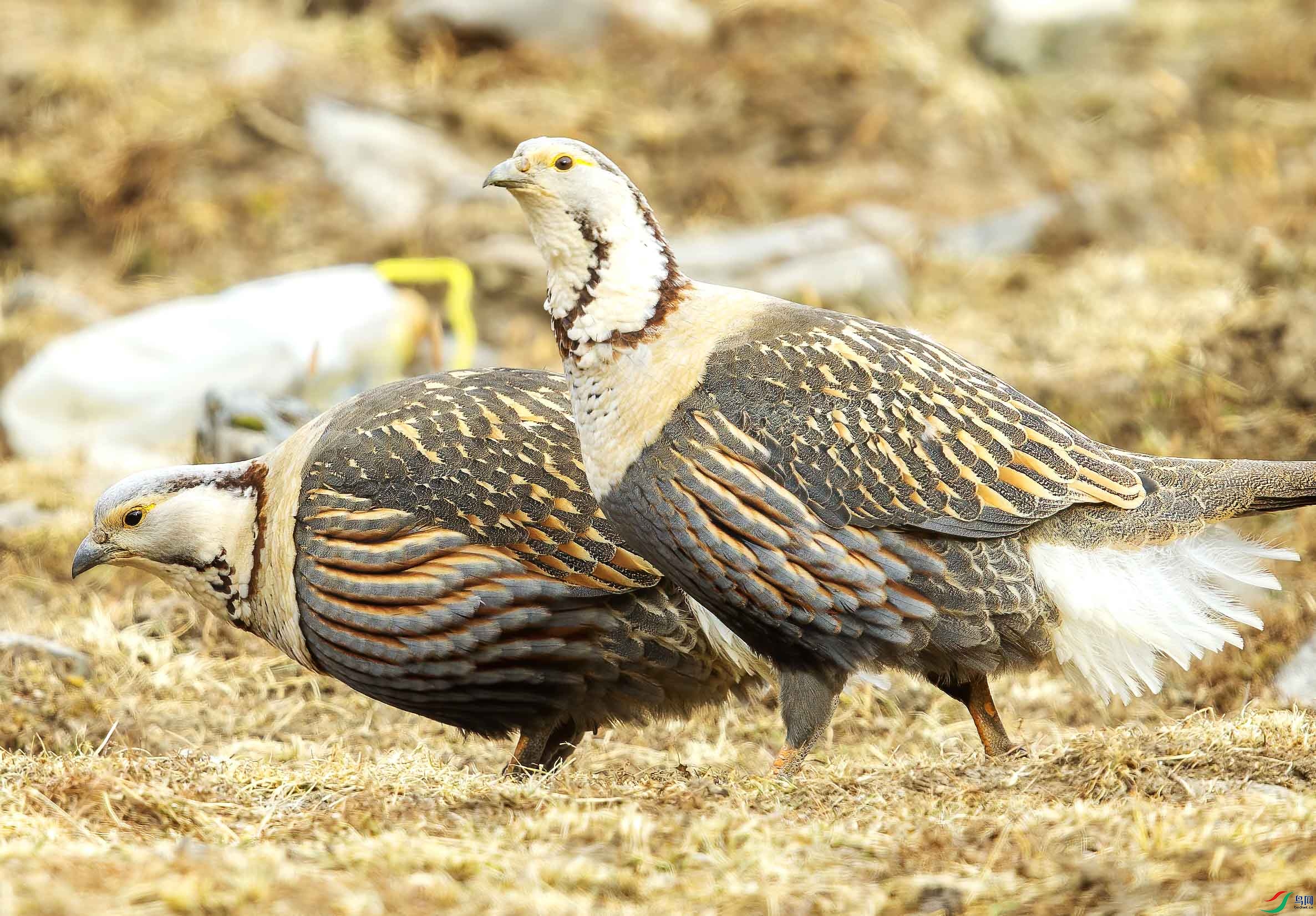 Three kinds of chickens in the snow in Xinjiang are all treasures and ...