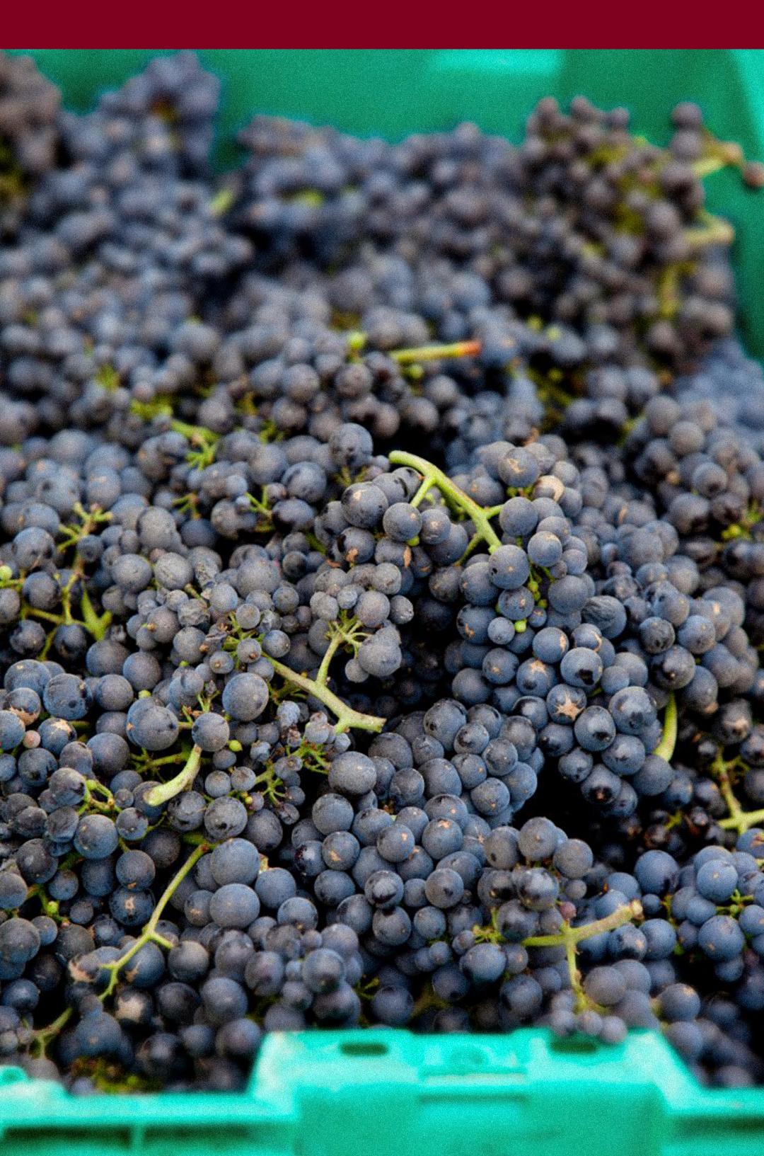 Why can the Burgundy region stand at the top of the chain of contempt ...