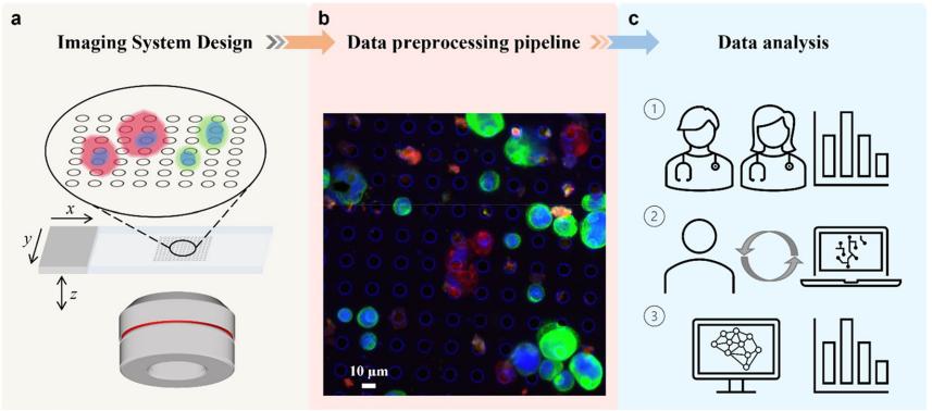 A deep learning model automatically detects tumor cells and activated ...