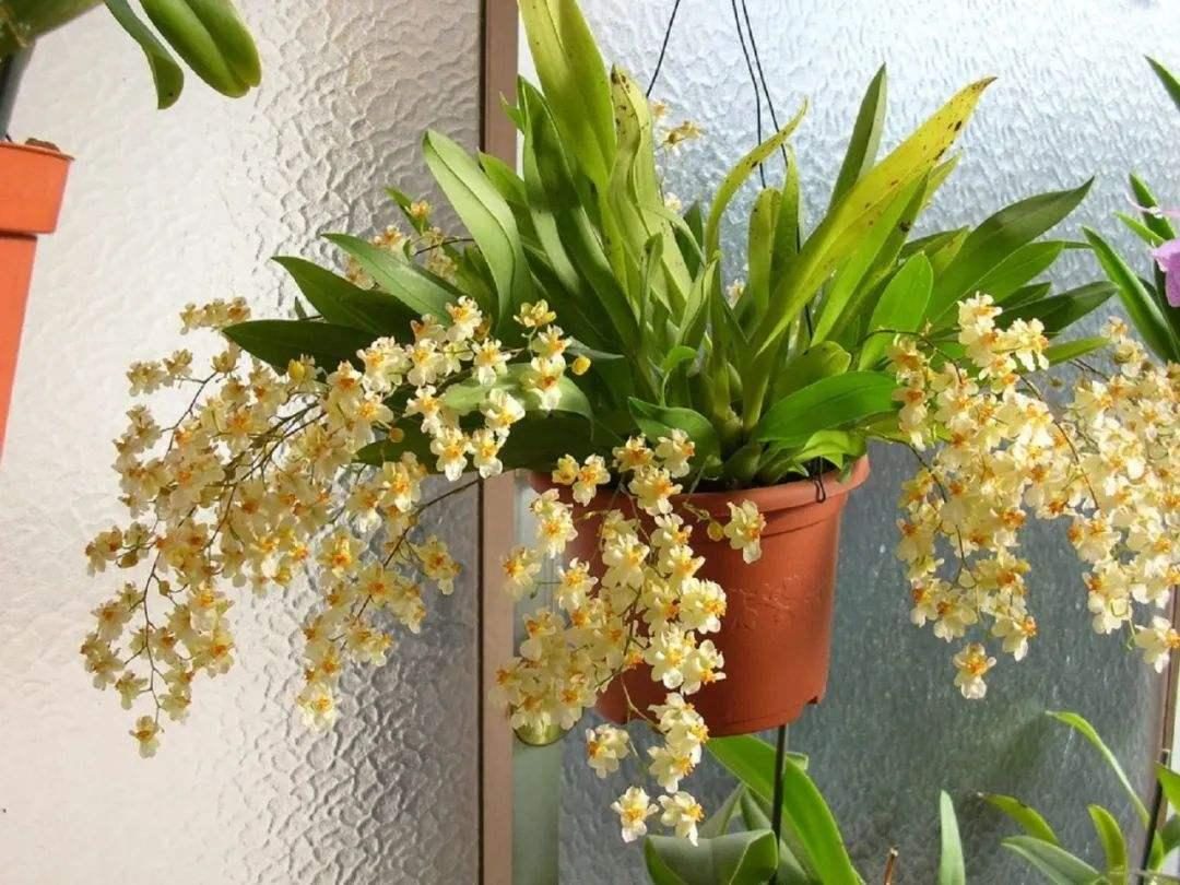There is no sun on the balcony at home. It is recommended to raise 12 ...