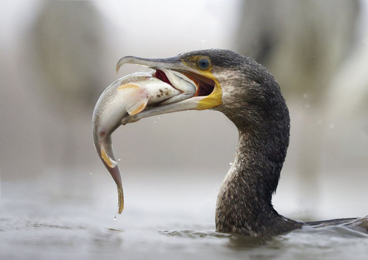 Cormorants eat fish whole, how does it digest it? - iMedia