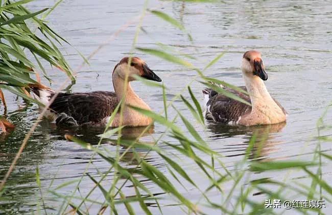 Li Mochou's poem in "The Return of the Condor Heroes" has such a ...