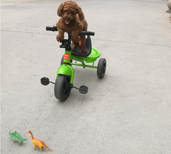 Challenge∣ Today's challenge failed, because of a puppy named Guoguo ...