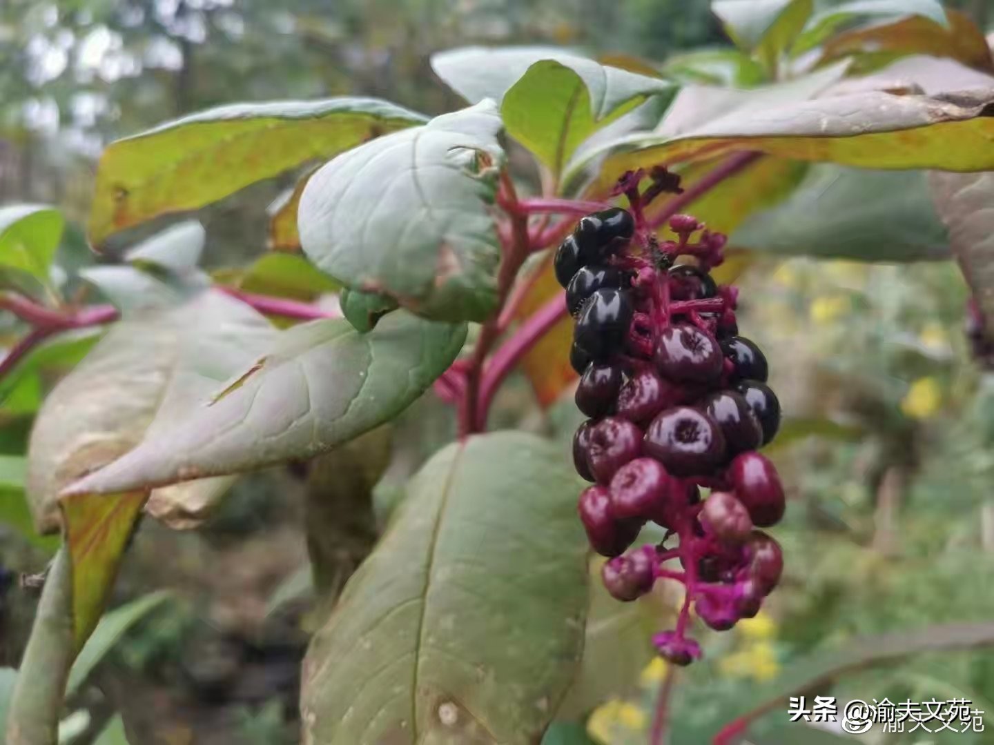 "Lei Laosan's "View on Red Learning" 71: The status of "A Dream of Red ...