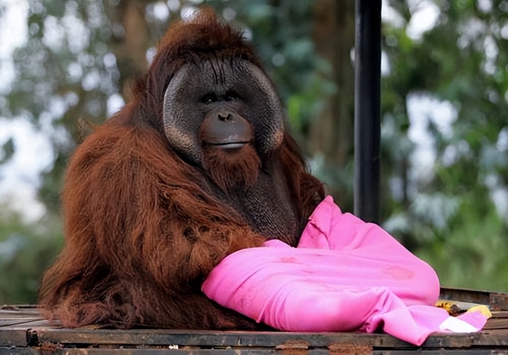 In 2009, the orangutan was too obese and endangered his health. The ...