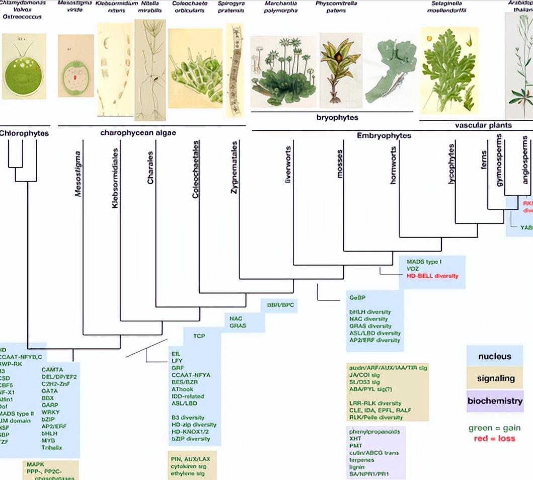 Understand the developmental processes of early diverging plant model ...