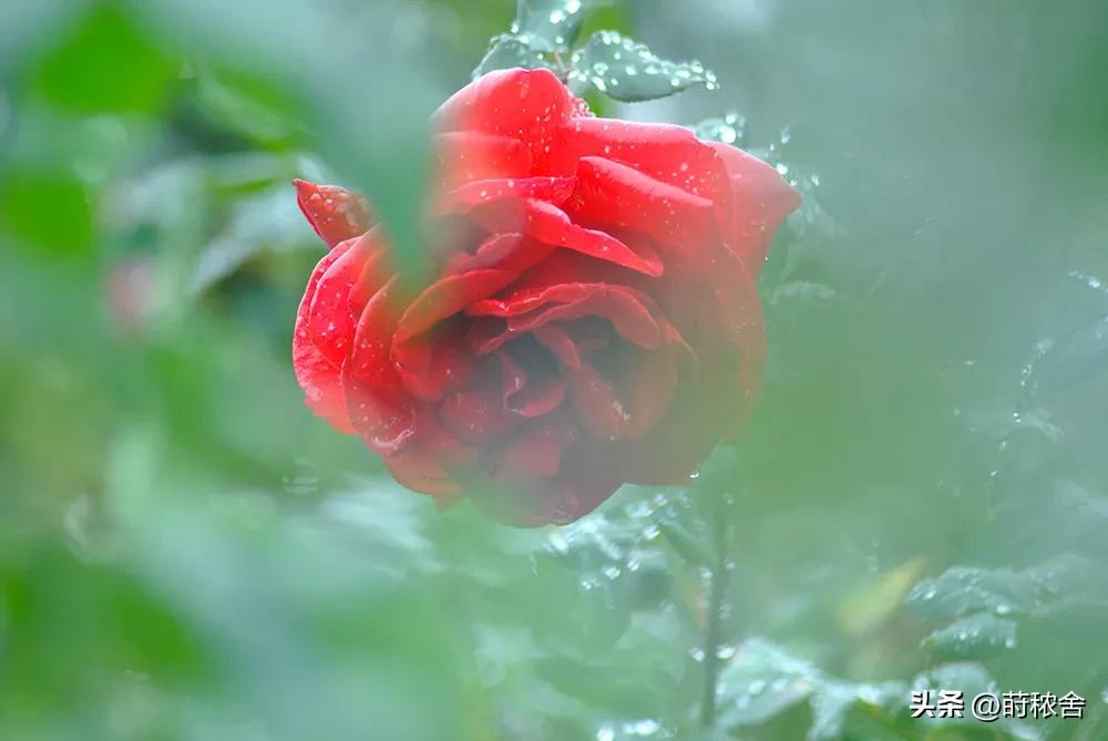 Three days to see rose flowers - iNEWS