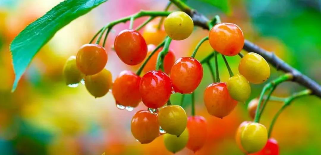 Cherry red in early summer, ten poems about cherries, the taste of ...