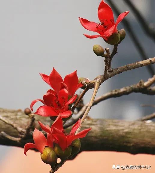 Kapok aka Hero Flower - iNEWS