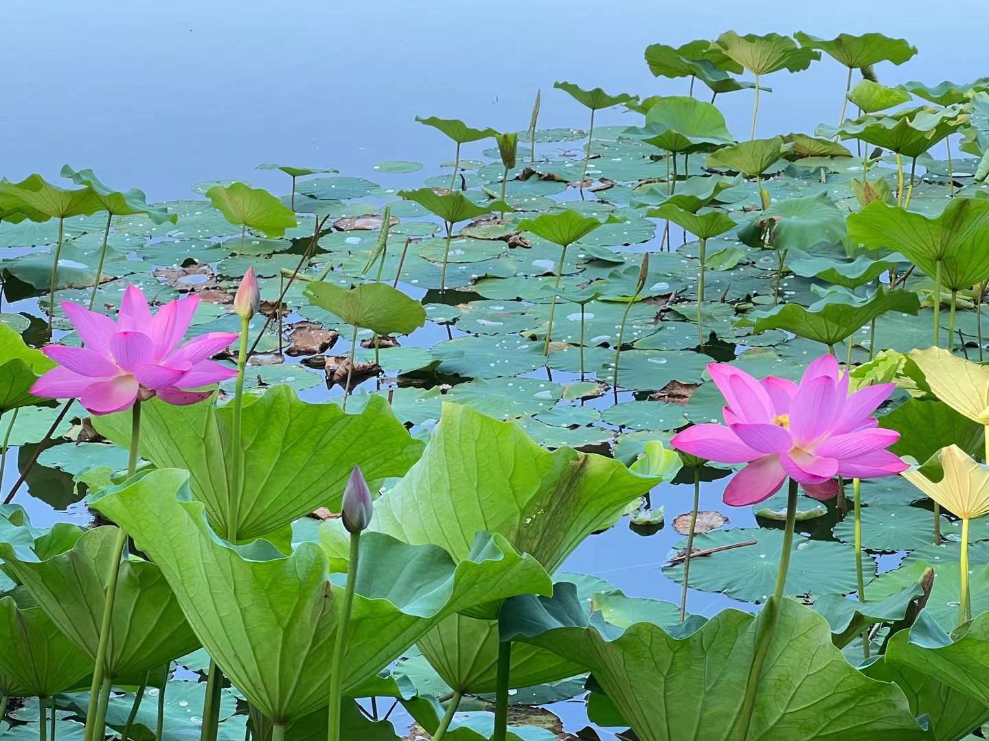 Beautiful scenery mix and match (multiple pictures) - iNEWS