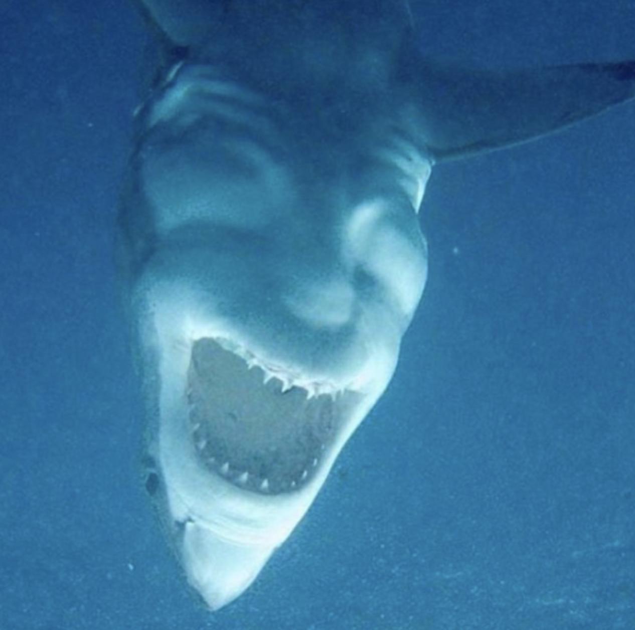 The largest testicle, the complete nervous system of human beings, the ...