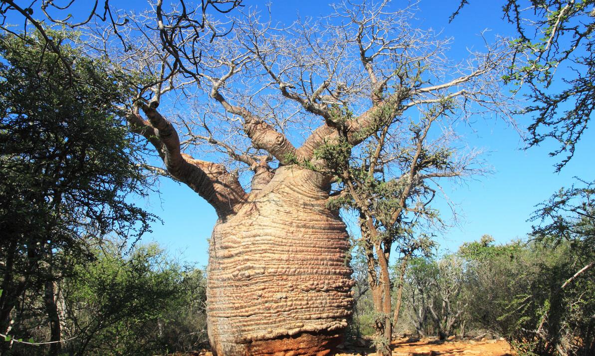 A thousand-year-old tree in Africa, which has supported generations of ...