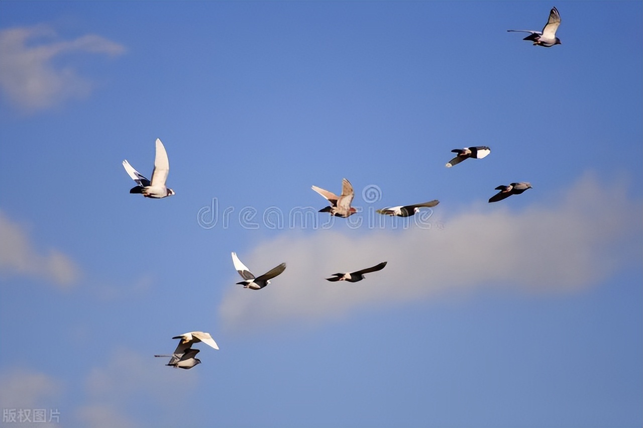 Pigeon raising: not necessarily successful, but must participate in it ...