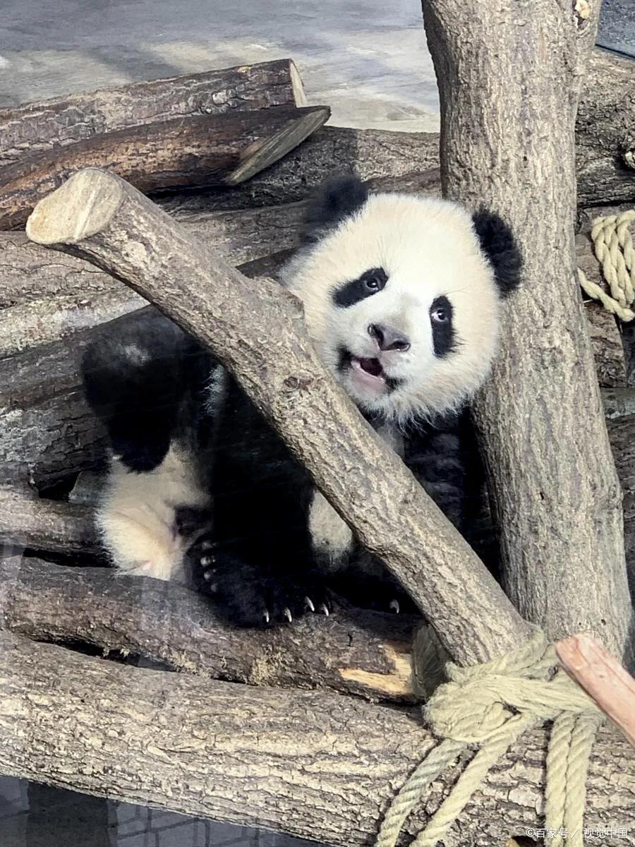 National Treasure "Yaya" Returns: A Giant Panda's Journey Home Over ...