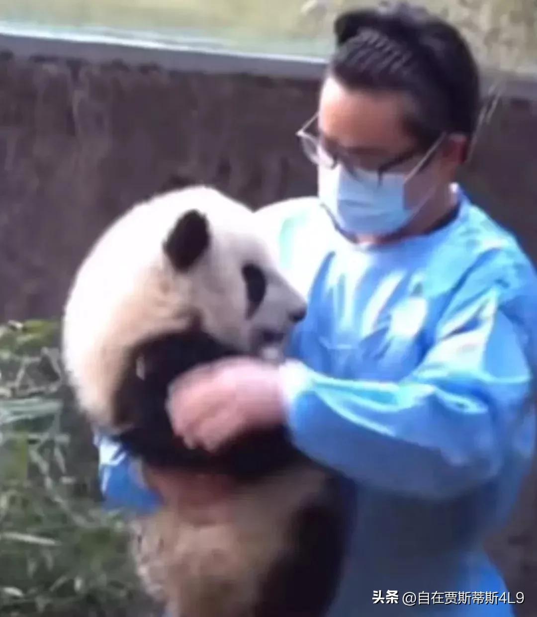 The case of the giant panda Fu Wan being splashed with water by three ...