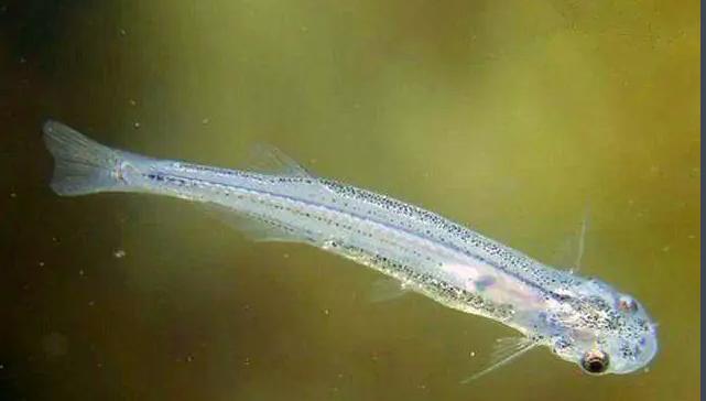 Amazon parasitic catfish, when a person urinates in a river, gets into ...
