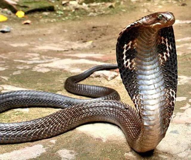 The deadliest venomous snake in the world - iNEWS