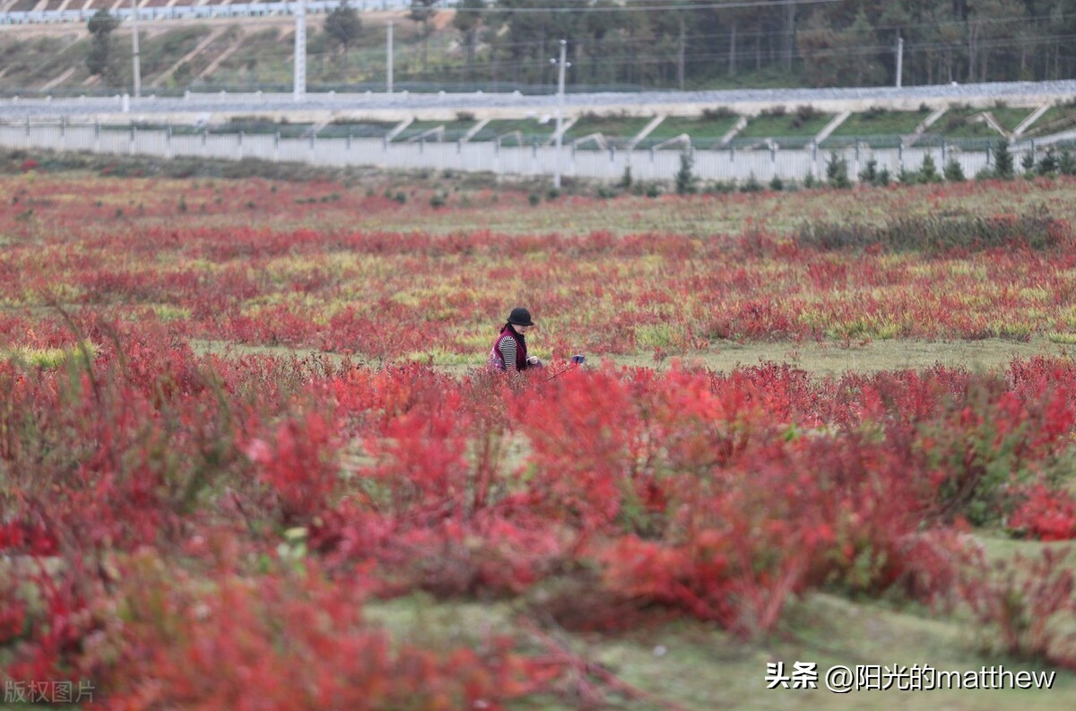 Diqing, Yunnan: Autumn dyes Shangri-La, attracting visitors with ...