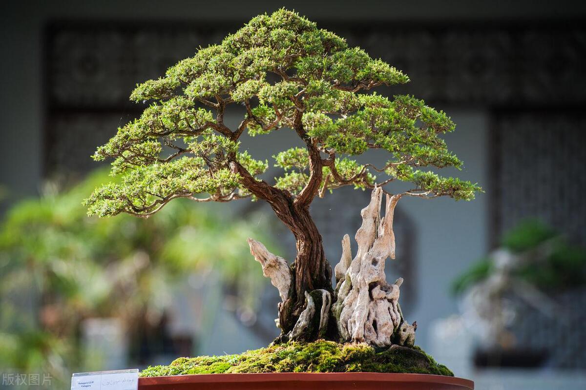 How to grow a pot of your favorite bonsai - iNEWS