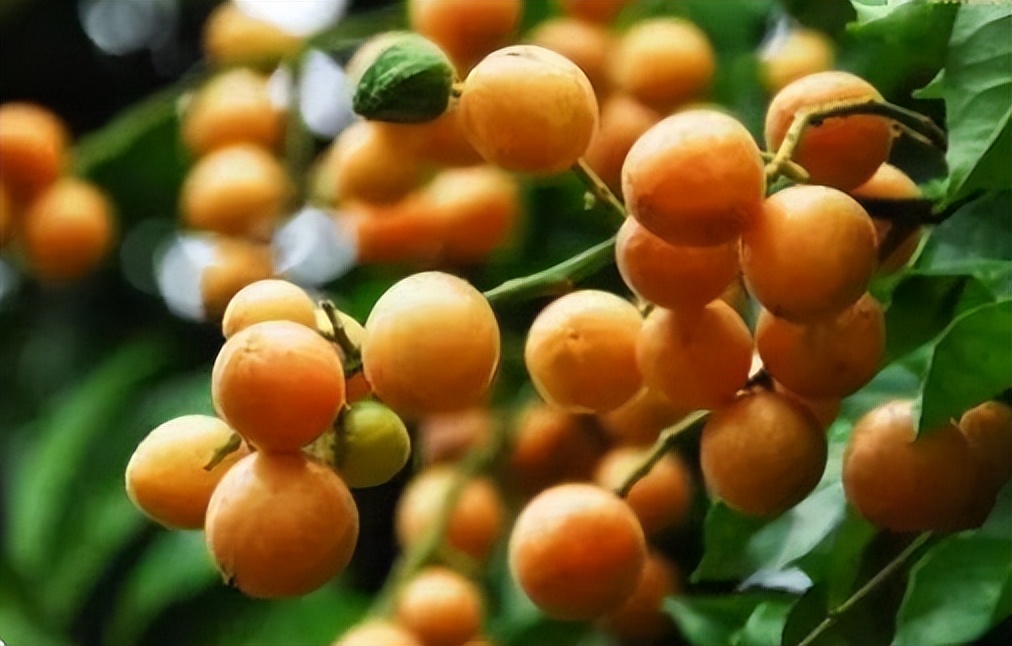 The unique "yellow fruit" in summer, do you know how to eat it? Who is ...
