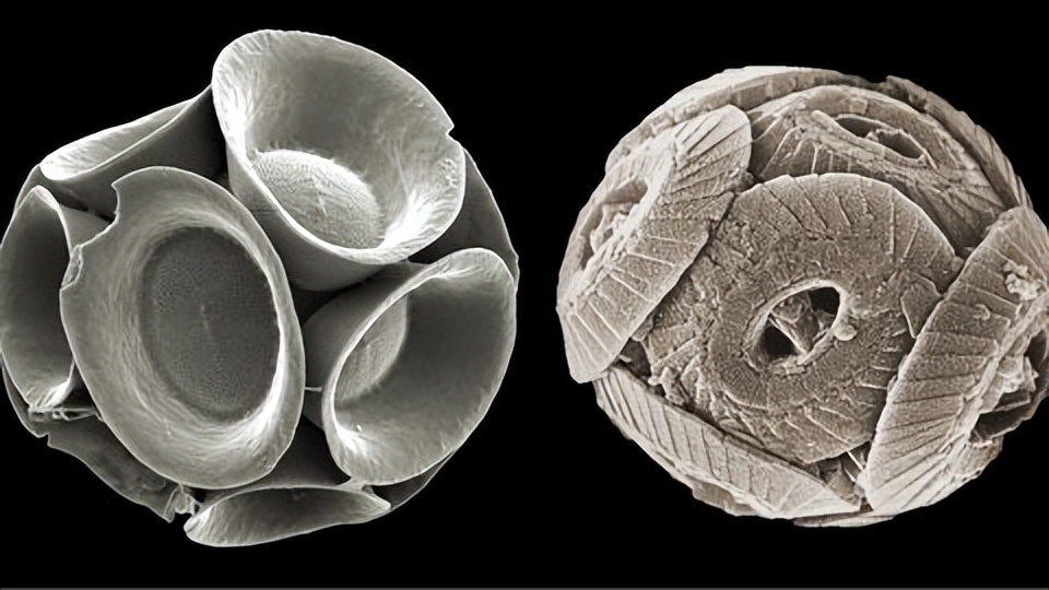 Scientists find 'ghost' fossil under microscope - iNEWS