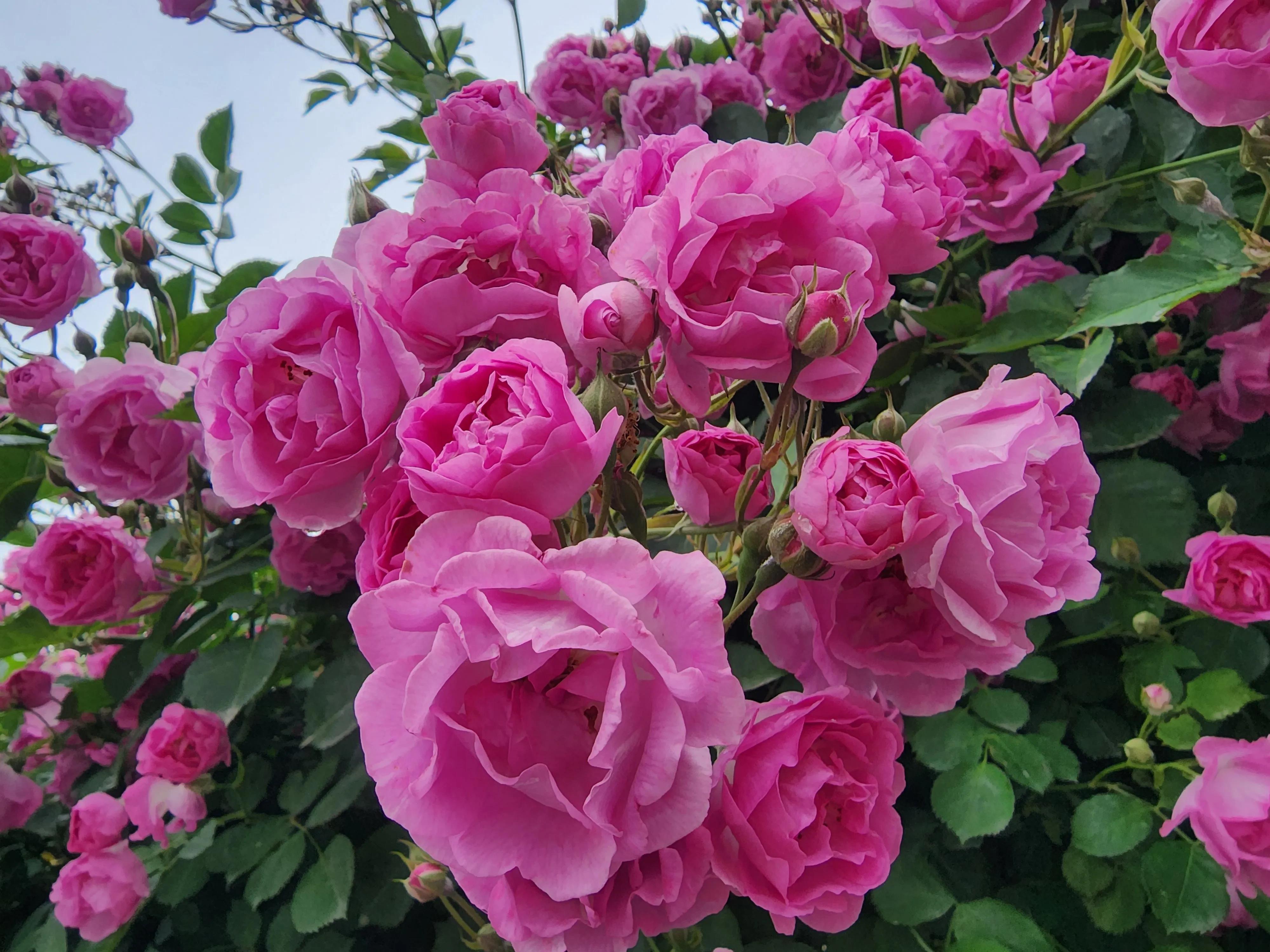 May, the season when roses bloom - iNEWS