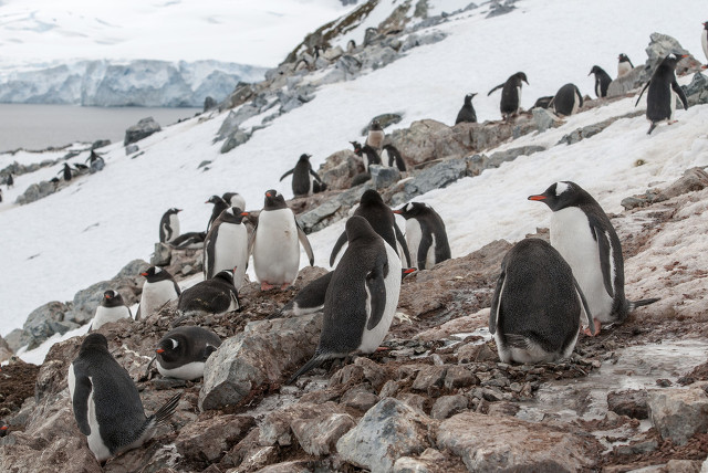 What natural enemies do penguins have? do you know - iNEWS