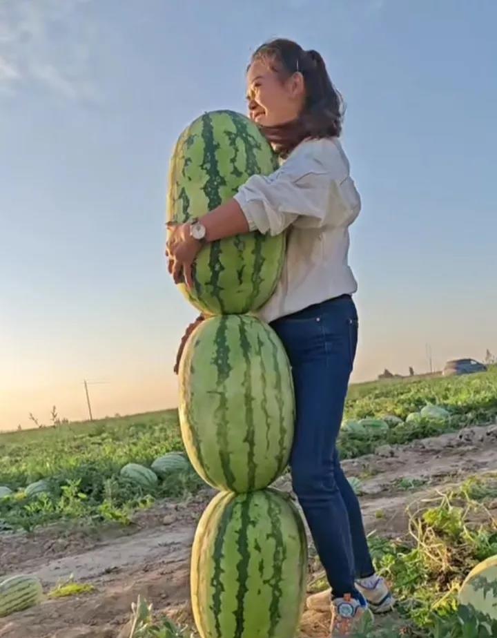 This year, many large watermelon households in northern Xinjiang lost ...