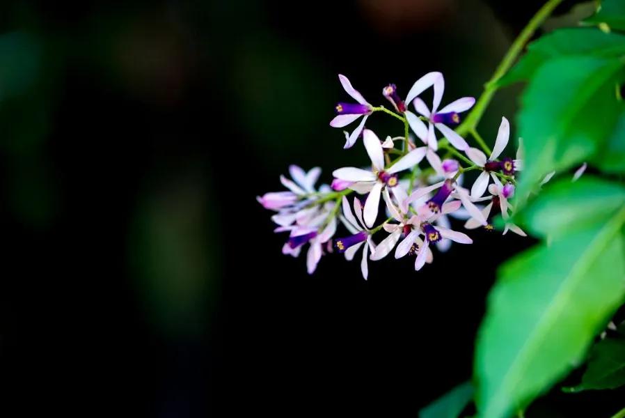 [Hua Xin Poetry Talk] (24) Neem Flower: Thin Red Like Snow Spots ...