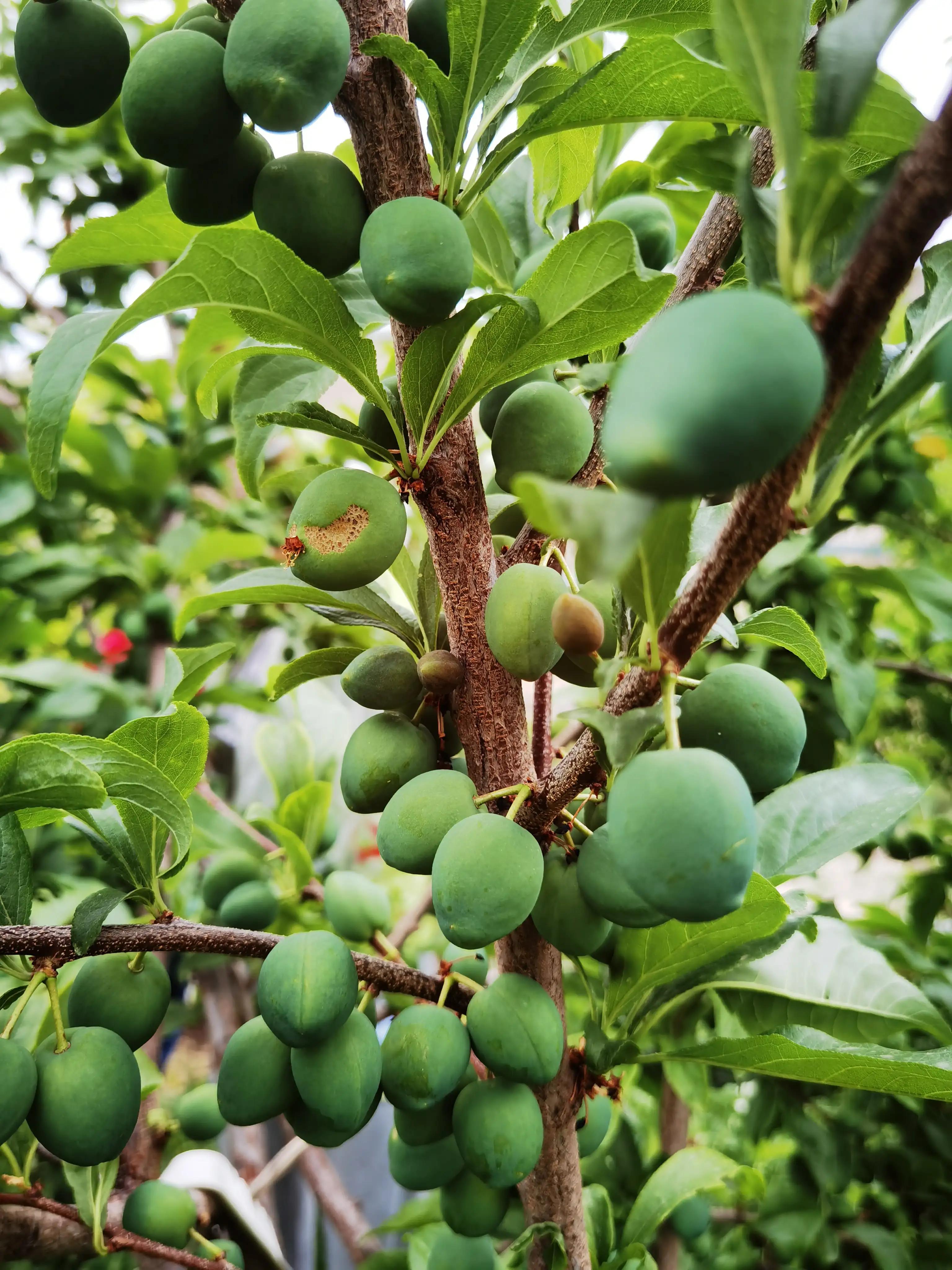 Bee Feather: Golden Bee Yulu from 3880 meters in Tibet - iNEWS