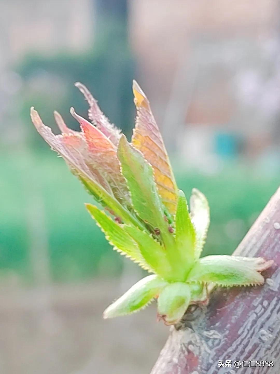 Snapchat with your phone: Spring Buds - iMedia