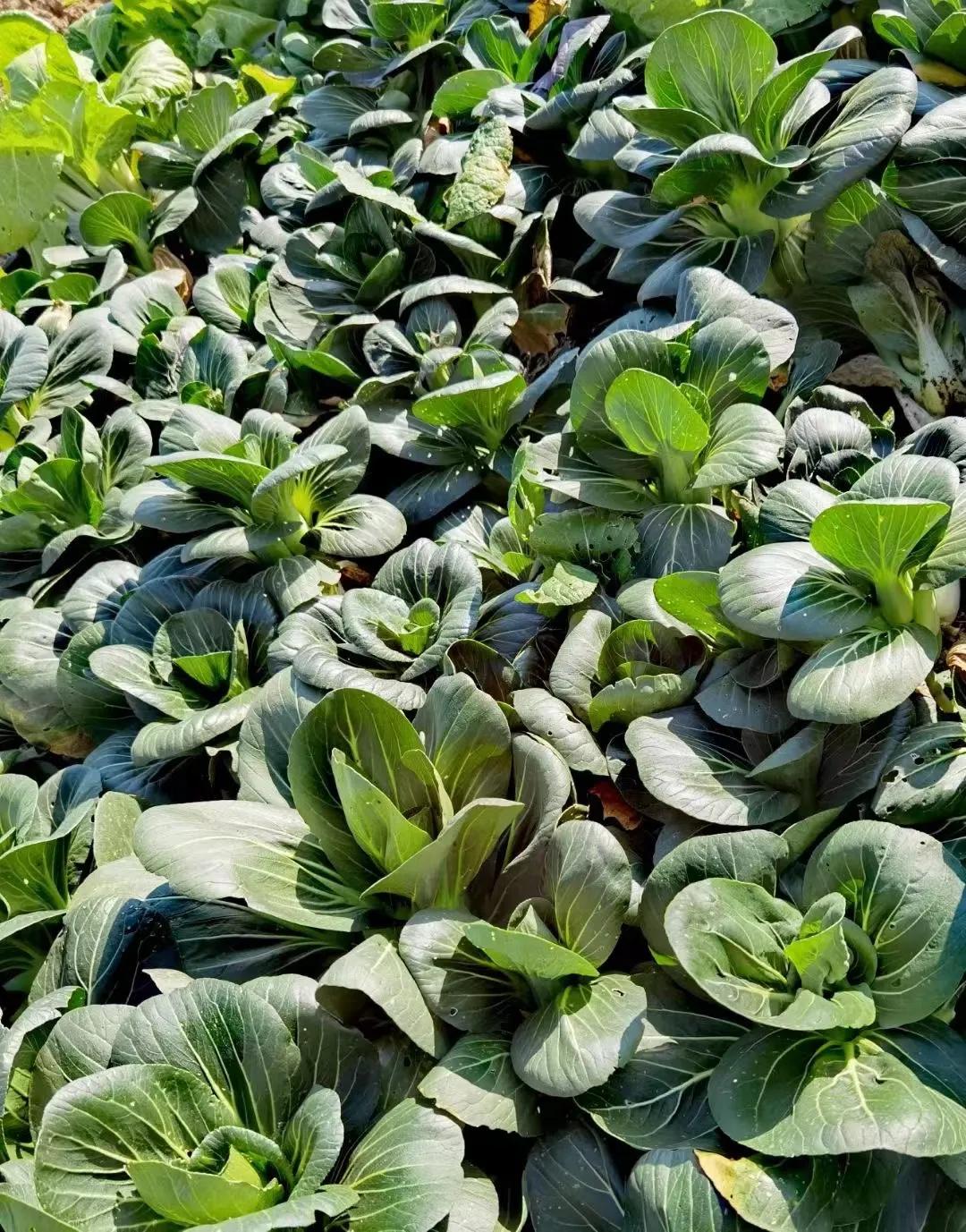 What is Shangyu? - iNEWS