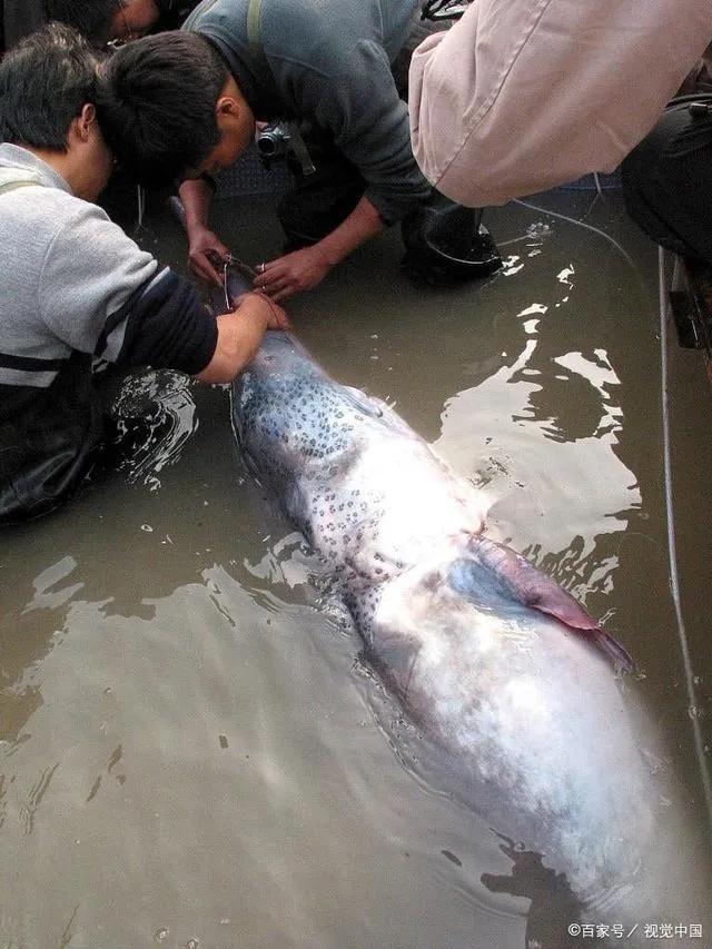 "The king of freshwater fish in China" Yangtze river white sturgeon ...
