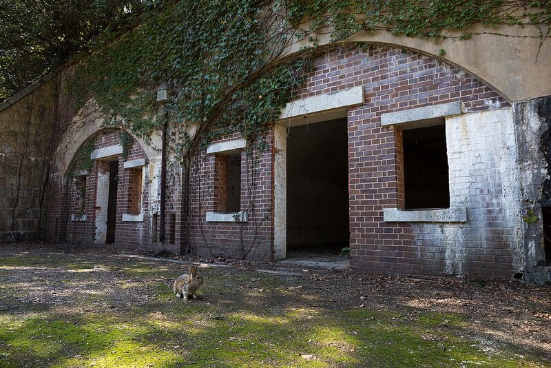 The Story of Rabbit Island: From the Japanese Army's Biochemical ...