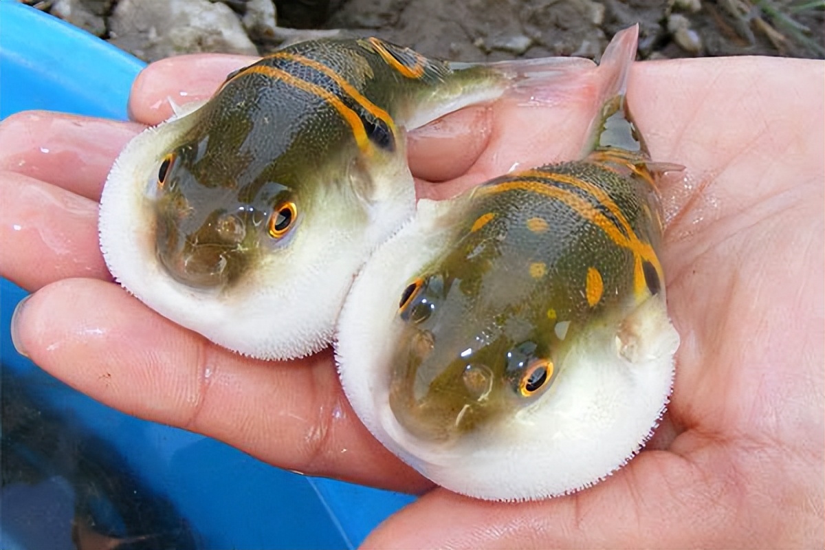 Pufferfish: the beauty of toxicity and the mystery of ecology - iNEWS