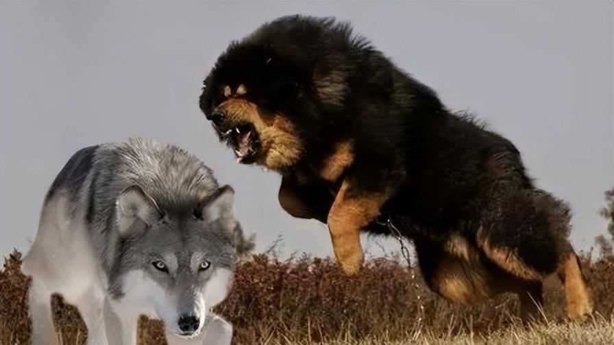 Grassland decisive battle: 6 Tibetan Mastiffs fought desperately with ...