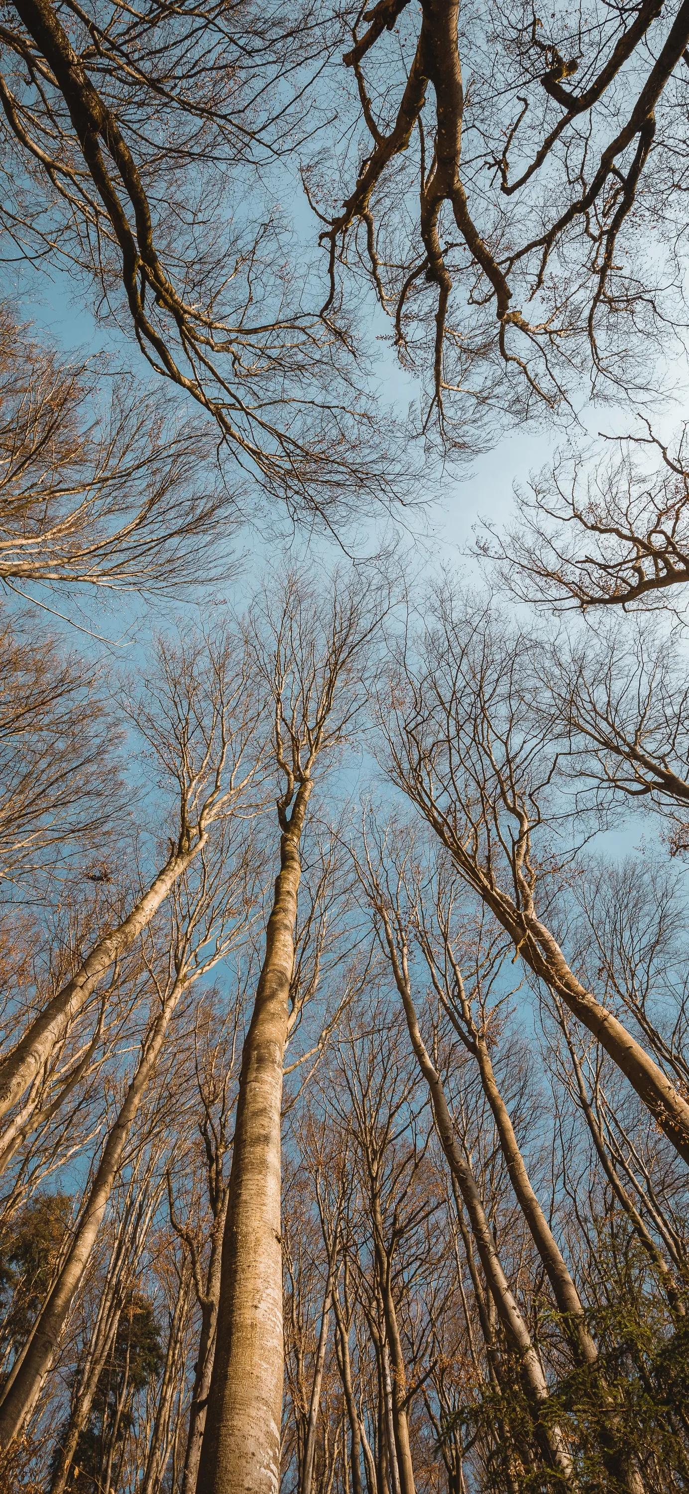 Looking up at the sky wallpaper - iMedia