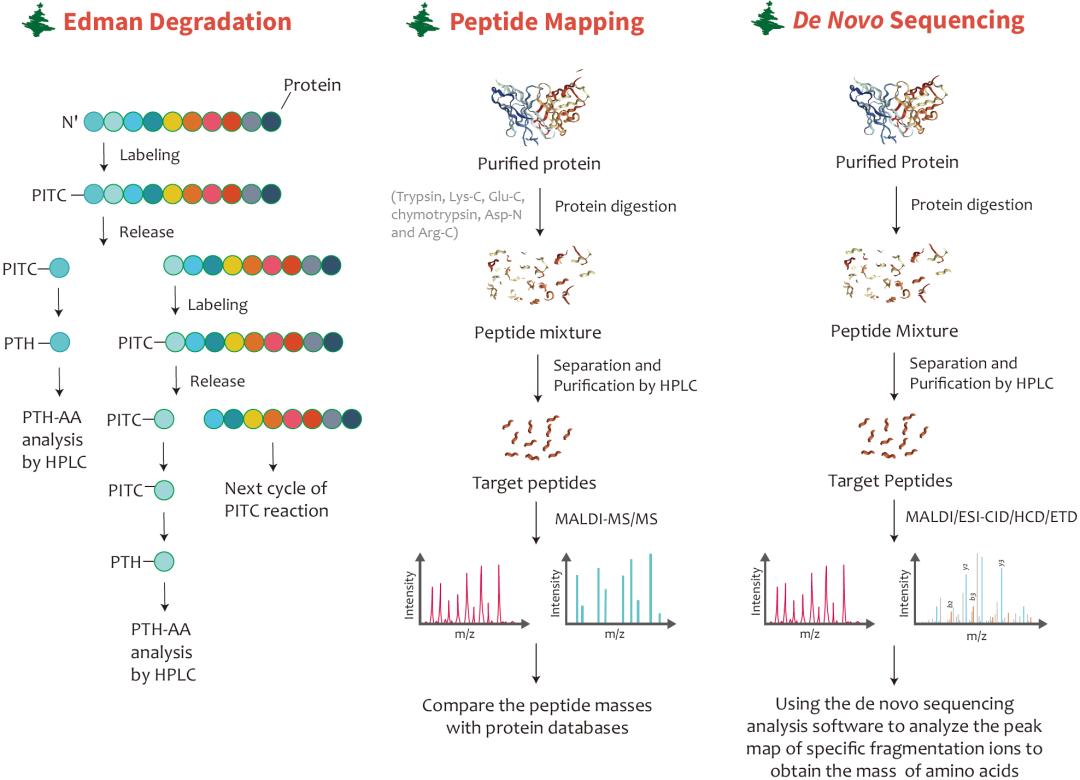 Antibody sequencing provides a new path for antibody therapy research ...