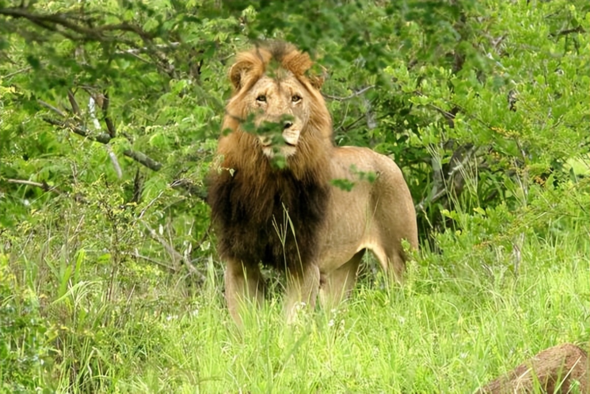 Legendary Lion King - Nglalaric - iNEWS