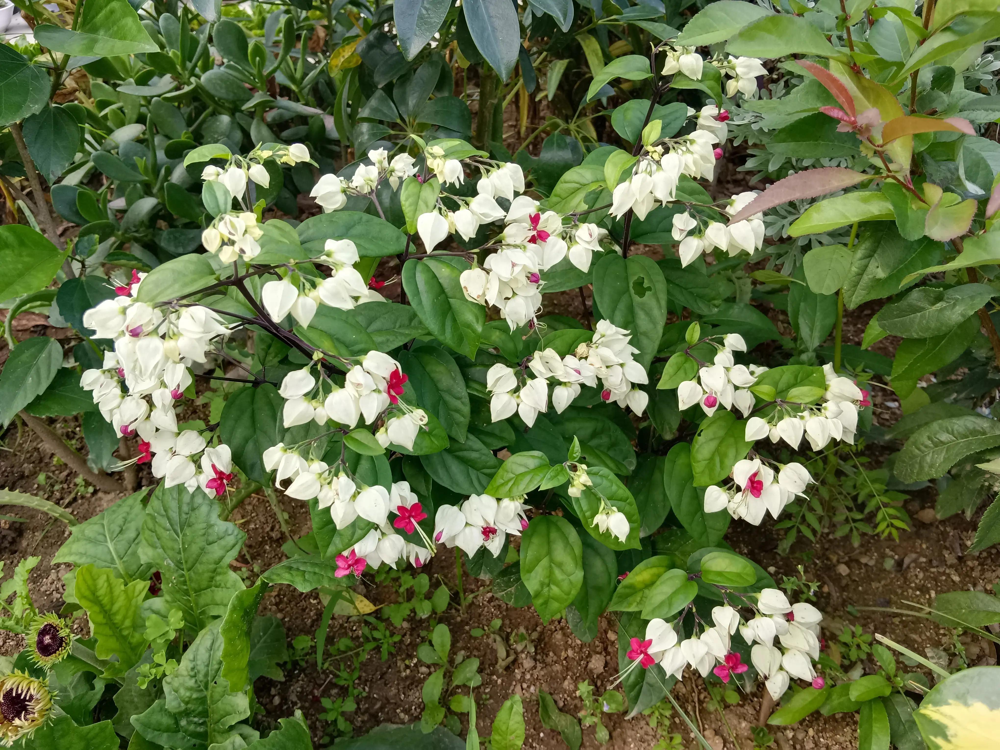 The word "wind" flying flower order - iNEWS