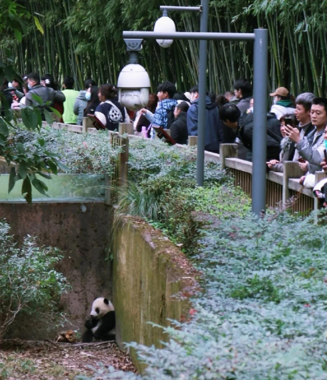 The panda Fu Wan was neglected because of her birth disability. She was ...