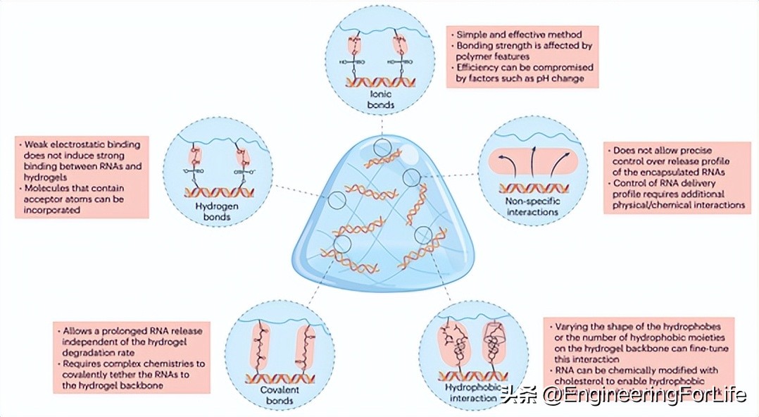 NM Review: Hydrogels—the "gentle hand" of RNA delivery - iNEWS