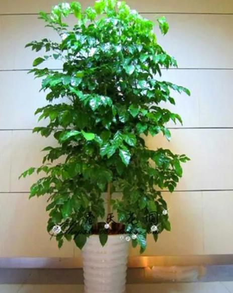 Why do green treasure trees always lose their leaves when they are ...