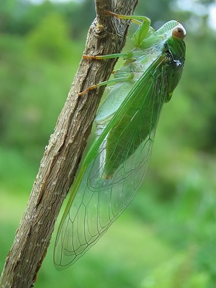 I don't know how they can be so beautiful in spring and autumn. Check ...