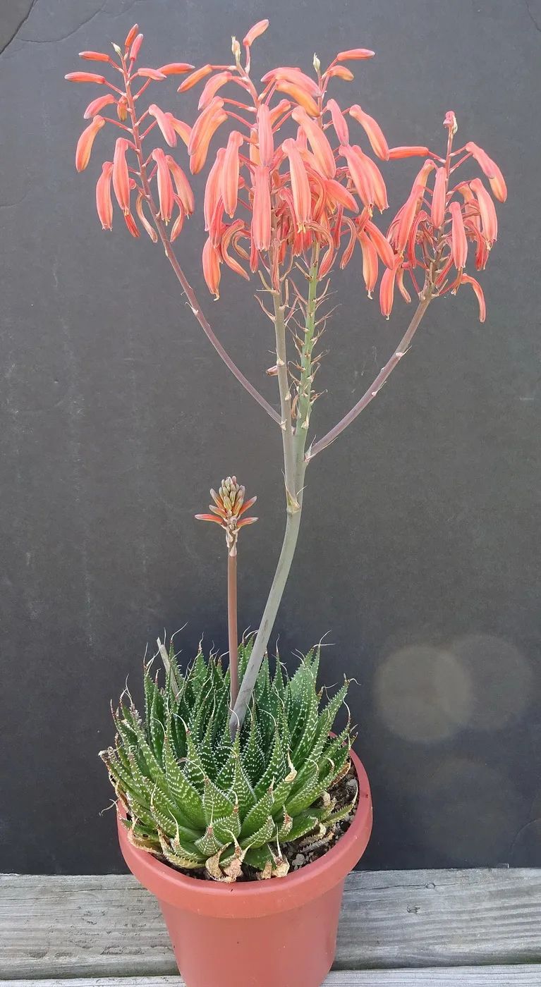 Everyone only knows about aloe vera, but not about aloe vera, which ...