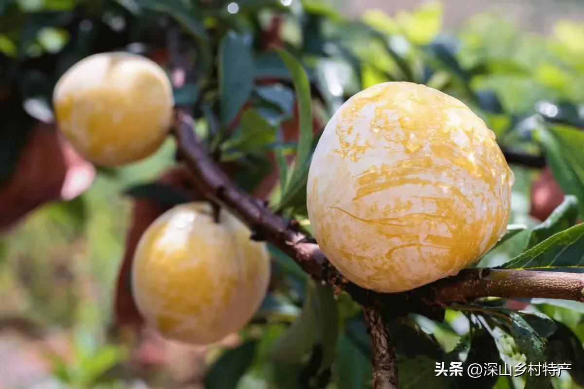 Yanling Alpine Rhubarb Peach and Nai Plum - iNEWS