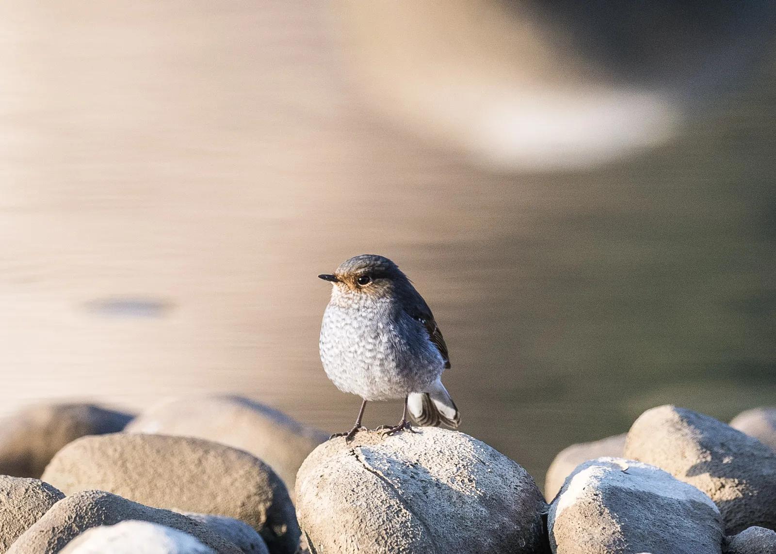 Red-tailed robin 0791 - iNEWS