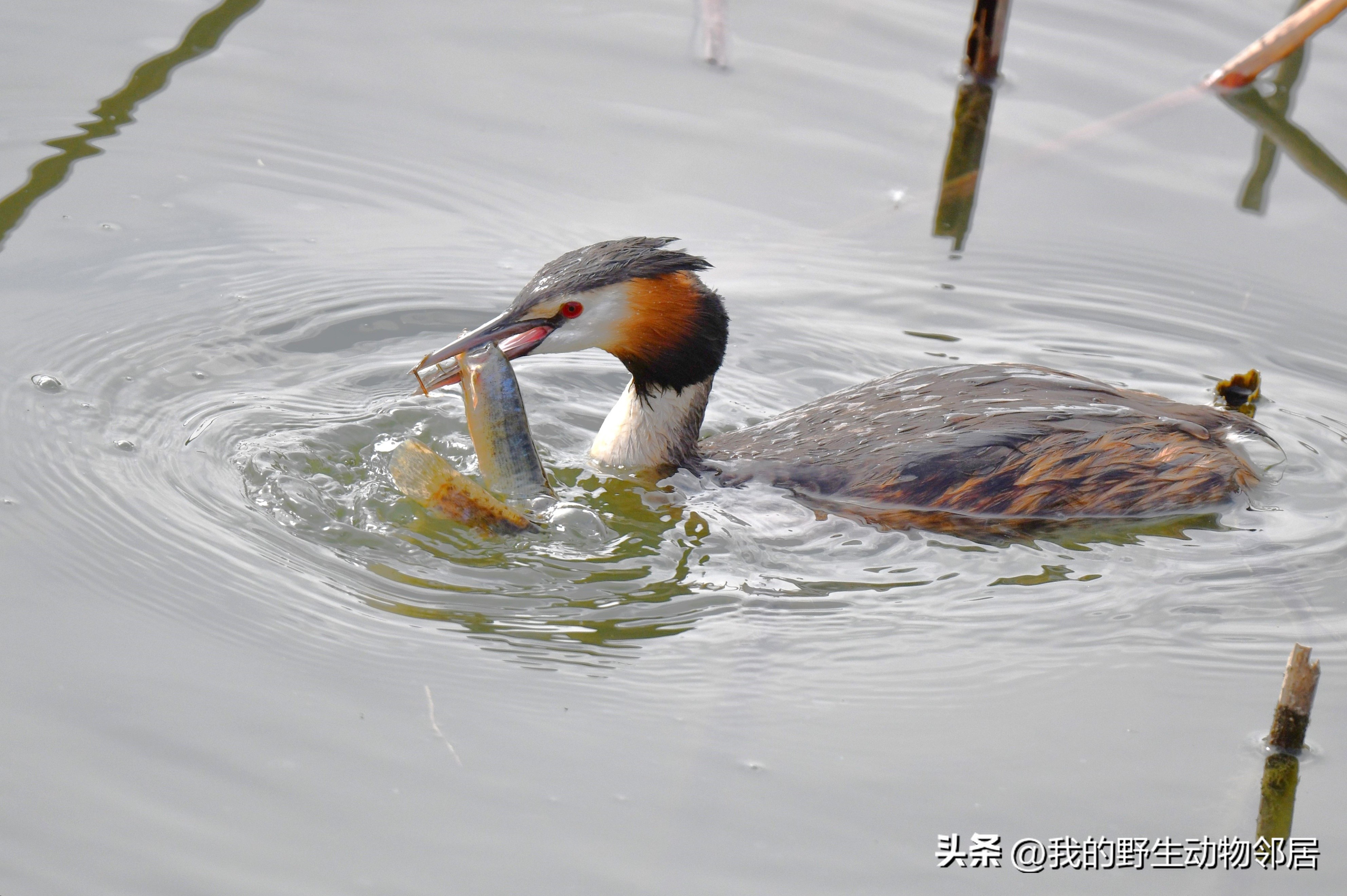 Fish are eaten in different ways, some are straightforward... - iMedia