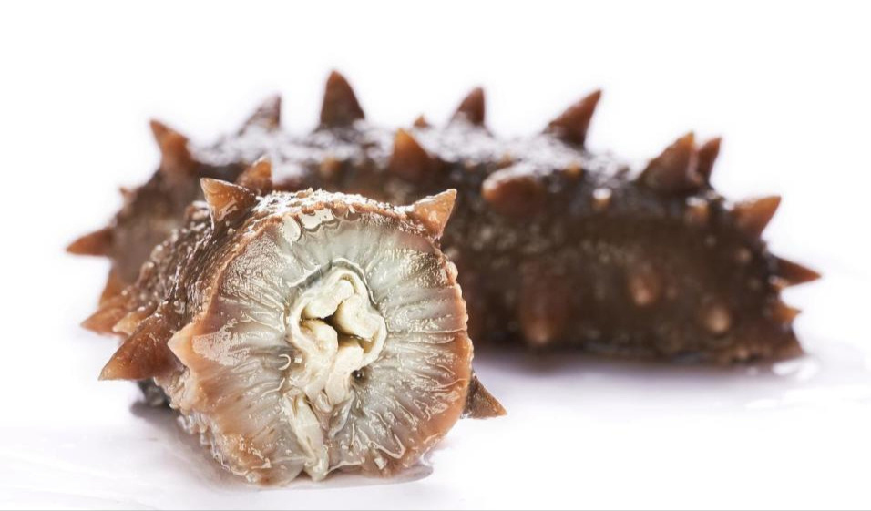 What happens to people who insist on eating one sea cucumber every day ...