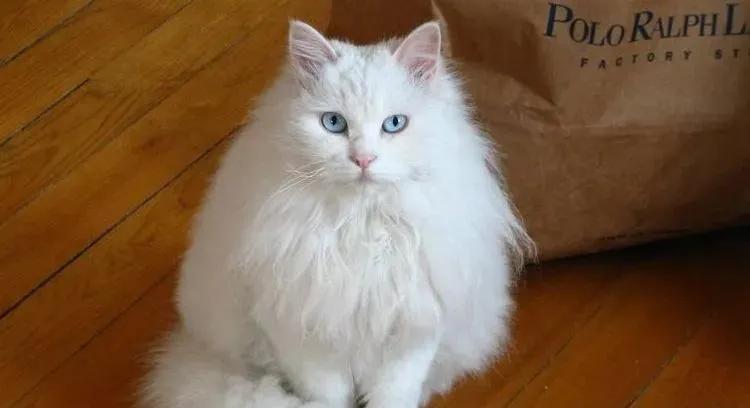 The Linqing lion cat is as good as a puppet. Why are few people raising ...